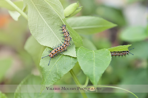 Variegated Fritillary Caterpillar | Project Noah