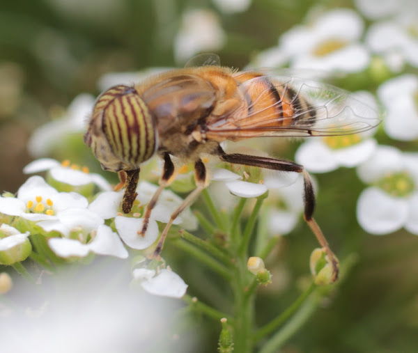 Hover Fly | Project Noah