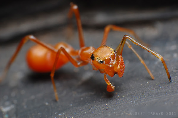 Ant-mimic Jumping Spider | Project Noah