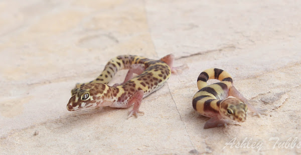 Texas Banded Gecko (adult and young) | Project Noah