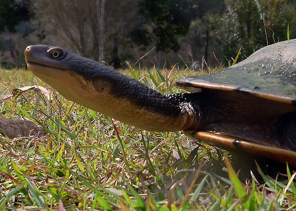 Eastern Snake-necked Turtle | Project Noah