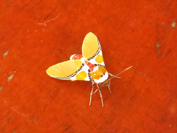 Tiger Moth | Project Noah