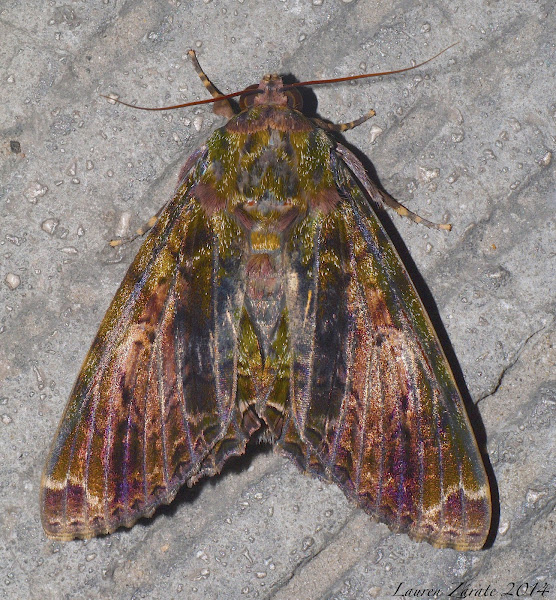 Noctuid Moth | Project Noah