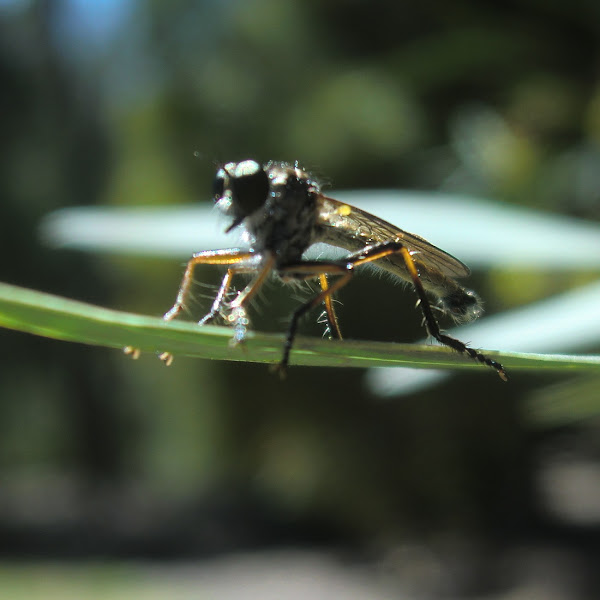 Common Yellow Robber Fly | Project Noah