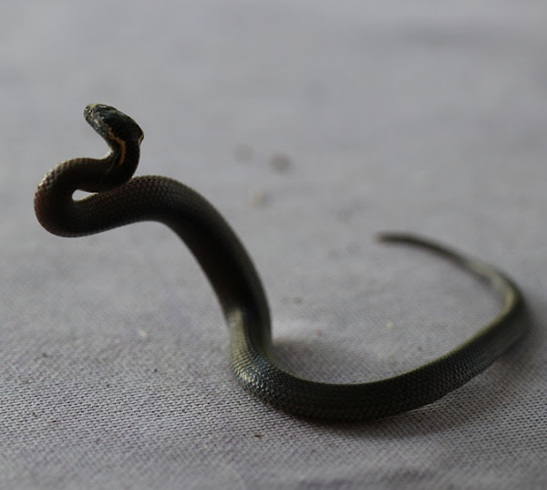 Baby Golden-crowned Snake | Project Noah