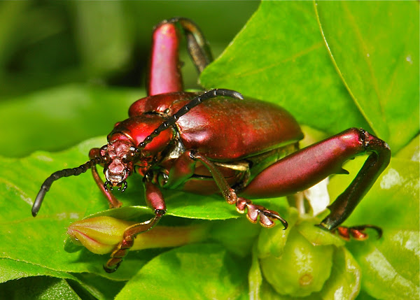 Frog-legged Leaf Beetle | Project Noah