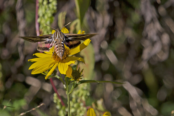 White Lined Sphinx Hummingbird Moth | Project Noah