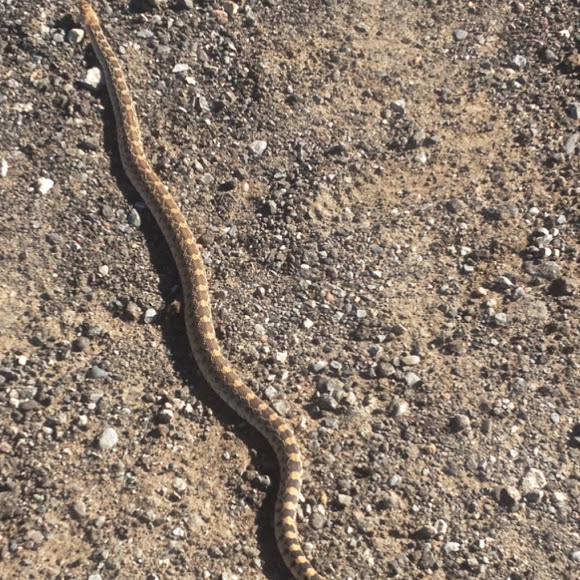 Sonoran Gopher Snake | Project Noah