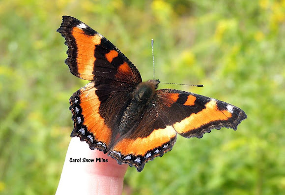 Milbert's Tortoiseshell Butterfly | Project Noah