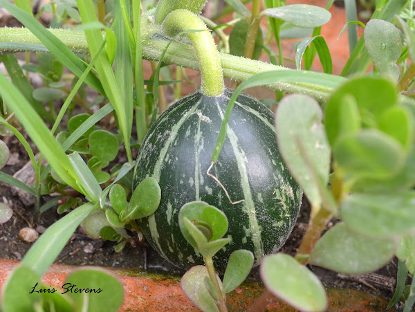 Wild squash | Project Noah