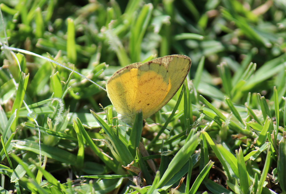 Broad-borded grass yellow | Project Noah
