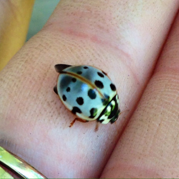 Lady bug / lady bird beetle | Project Noah