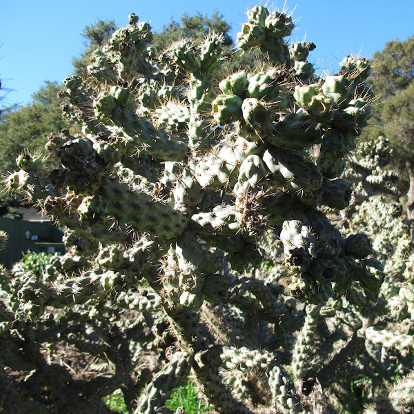 Paddle Cactus | Project Noah