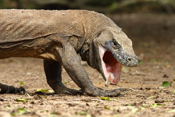 Komodo Dragon | Project Noah
