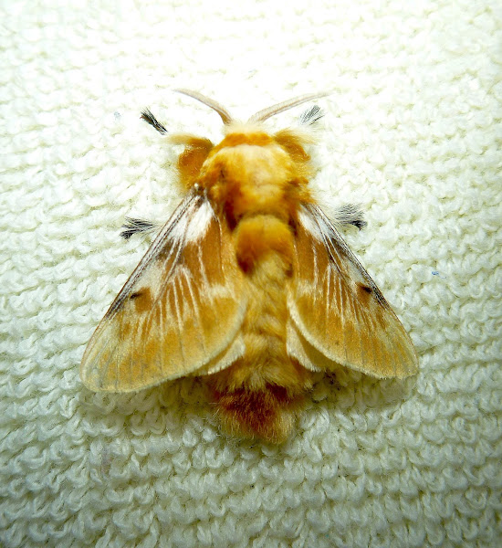 Southern Flannel Moth | Project Noah