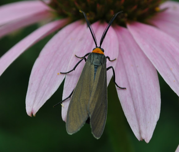 Virginia Ctenucha | Project Noah