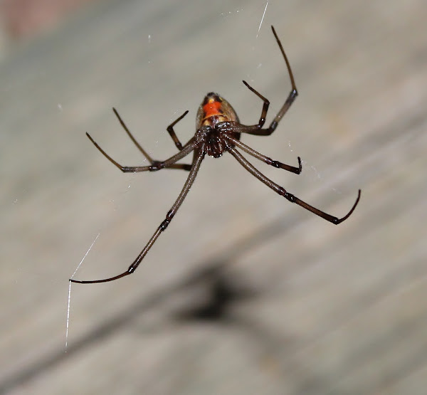 Brown button spider | Project Noah
