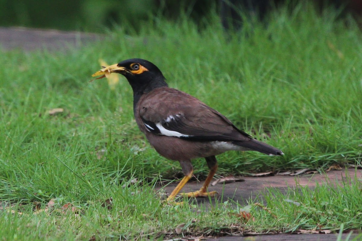 Common Myna | Project Noah