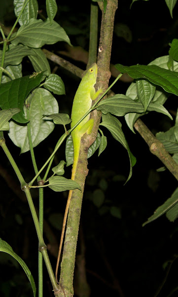 Neotropical Green Anole | Project Noah