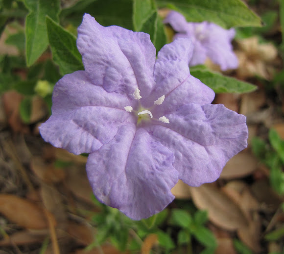 Carolina wild petunia | Project Noah