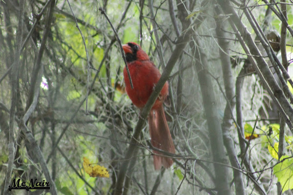 Northern Cardinal | Project Noah