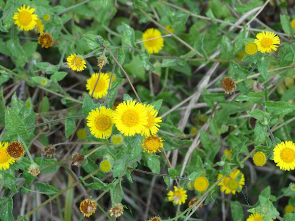 Common Fleabane | Project Noah