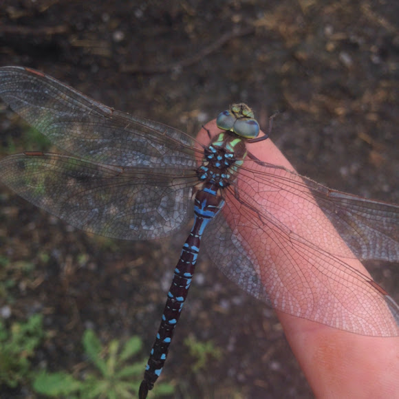 Shadow Darner | Project Noah
