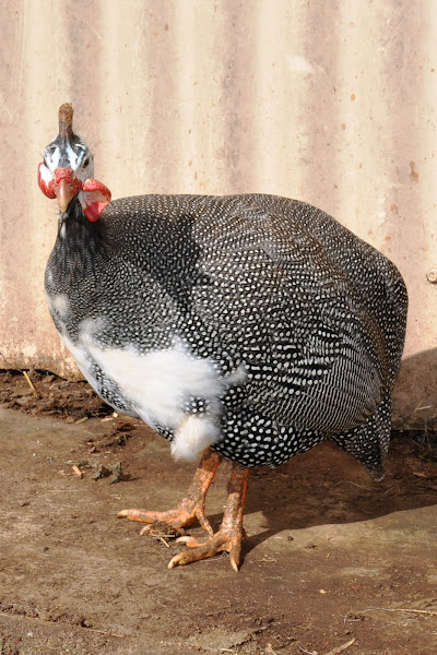 Helmeted Guinea Fowl (Domestic) | Project Noah