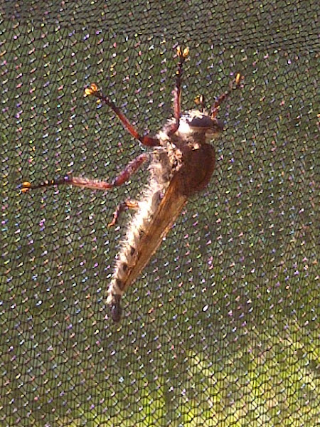 Breaded Robber Fly | Project Noah