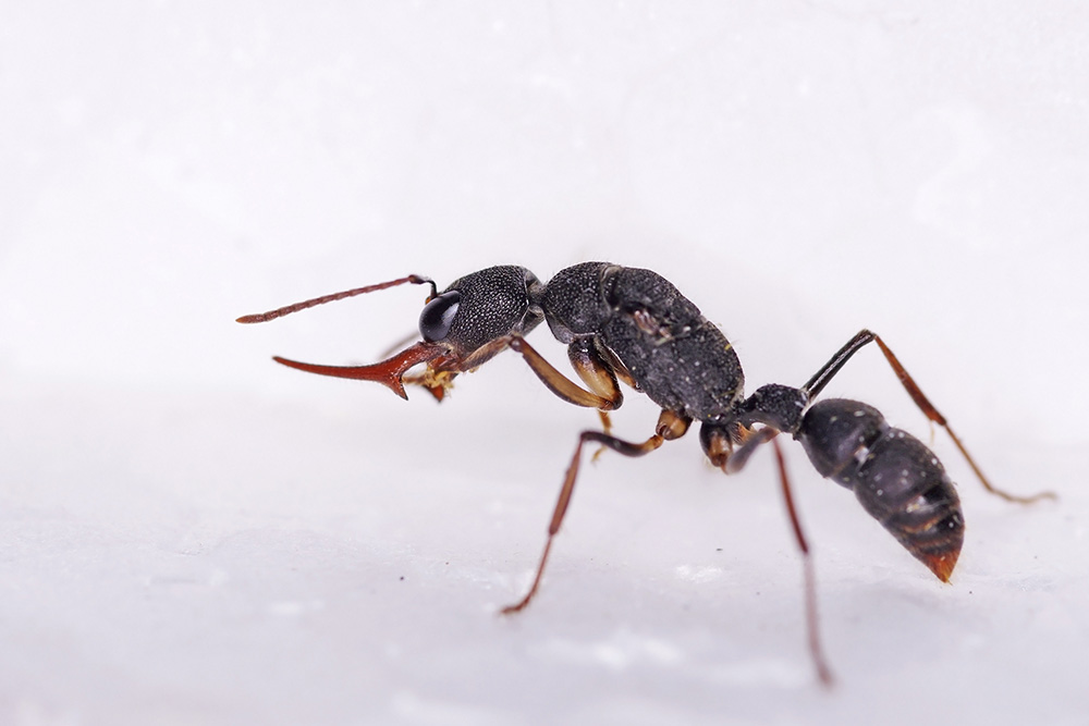 Giant Jumping Ant | Project Noah