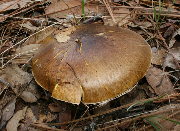 Floccularia albolanaripes | Project Noah