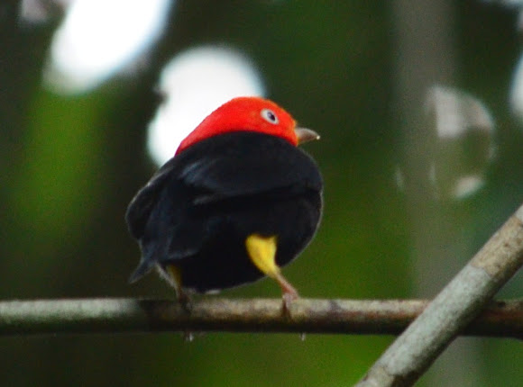 Red-capped Manakin | Project Noah