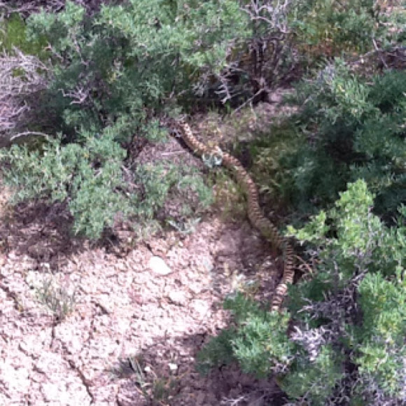 Blow Snake, Bull Snake, Gopher Snake | Project Noah