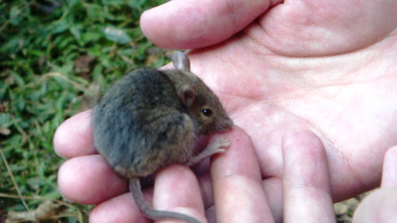 Yellow-footed Antechinus | Project Noah
