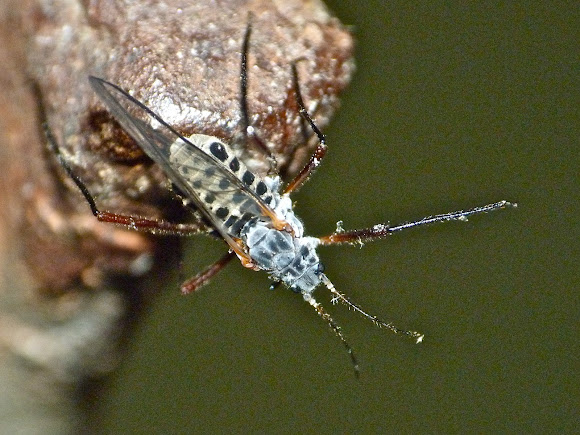 Giant bark aphid | Project Noah
