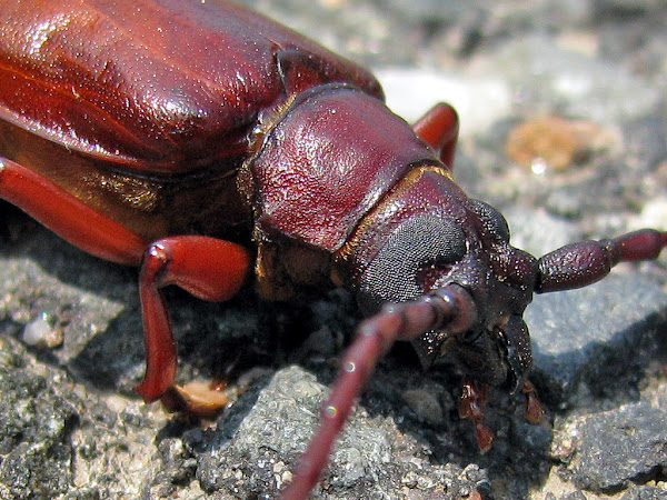Brown Prionid Beetle | Project Noah