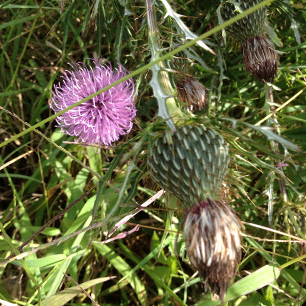 Thistle | Project Noah