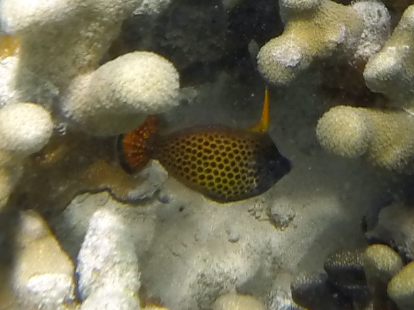 Fantail Filefish | Project Noah
