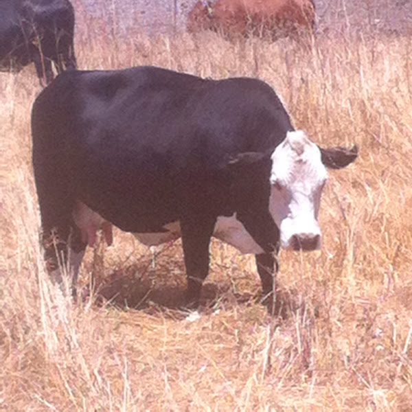 Cow | Project Noah