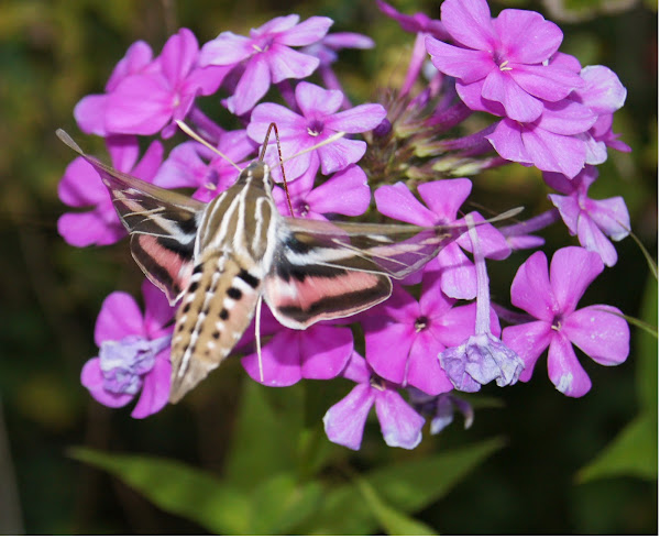 White-lined sphinx hummingbird moth | Project Noah