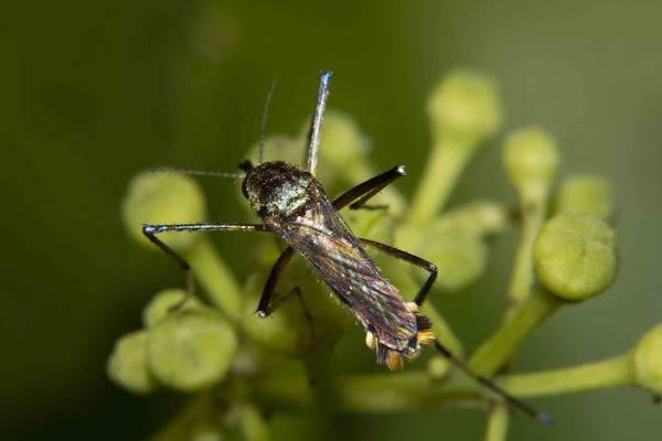 Giant Mosquito | Project Noah