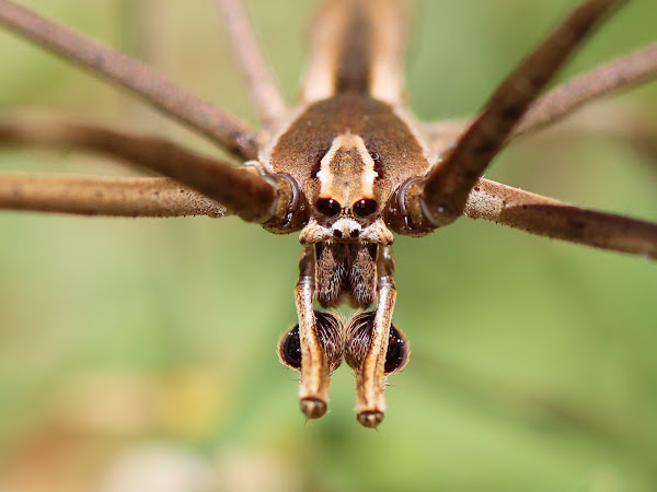 Net casting spider | Project Noah