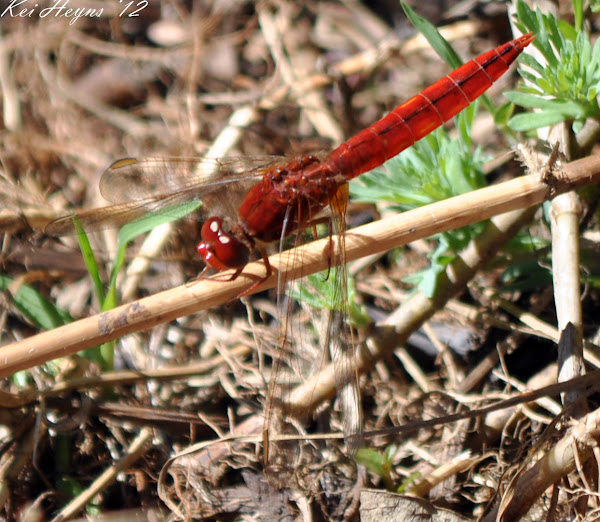 Red Basker | Project Noah