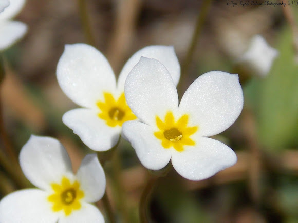 Azure Bluet Flower Meaning | Best Flower Site