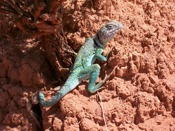 Collared Lizard | Project Noah