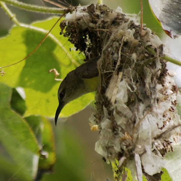 The Purple Sunbird - female in nest | Project Noah