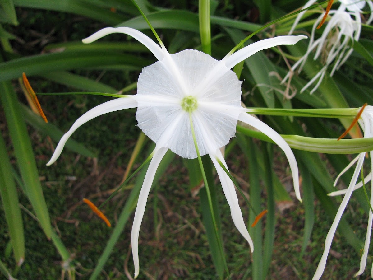 White Tendril Flower | Project Noah