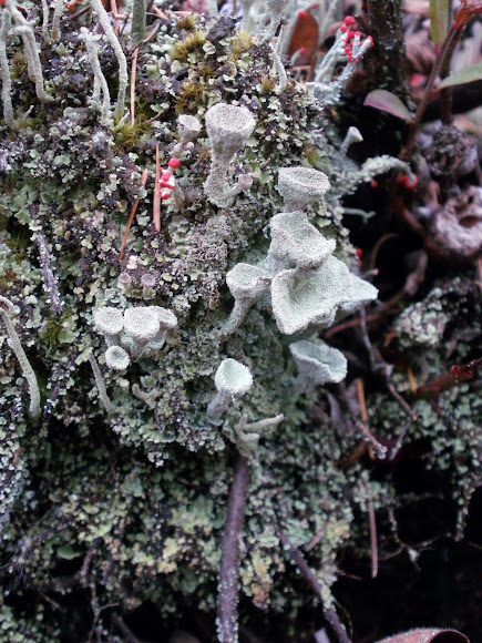 Mealy Pixie-cup | Project Noah