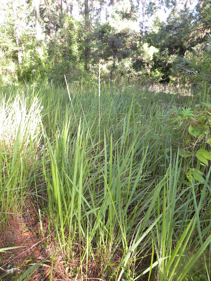 Blue maidencane | Project Noah