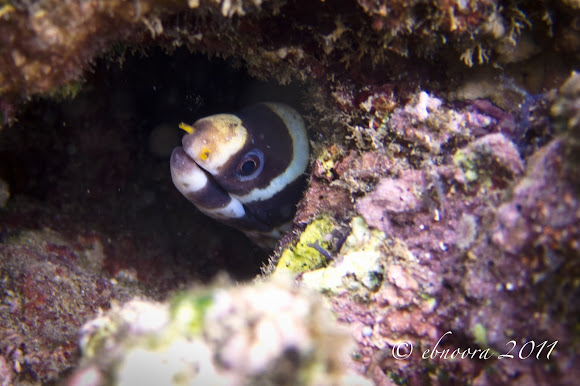 Banded or Barred Moray Eel | Project Noah